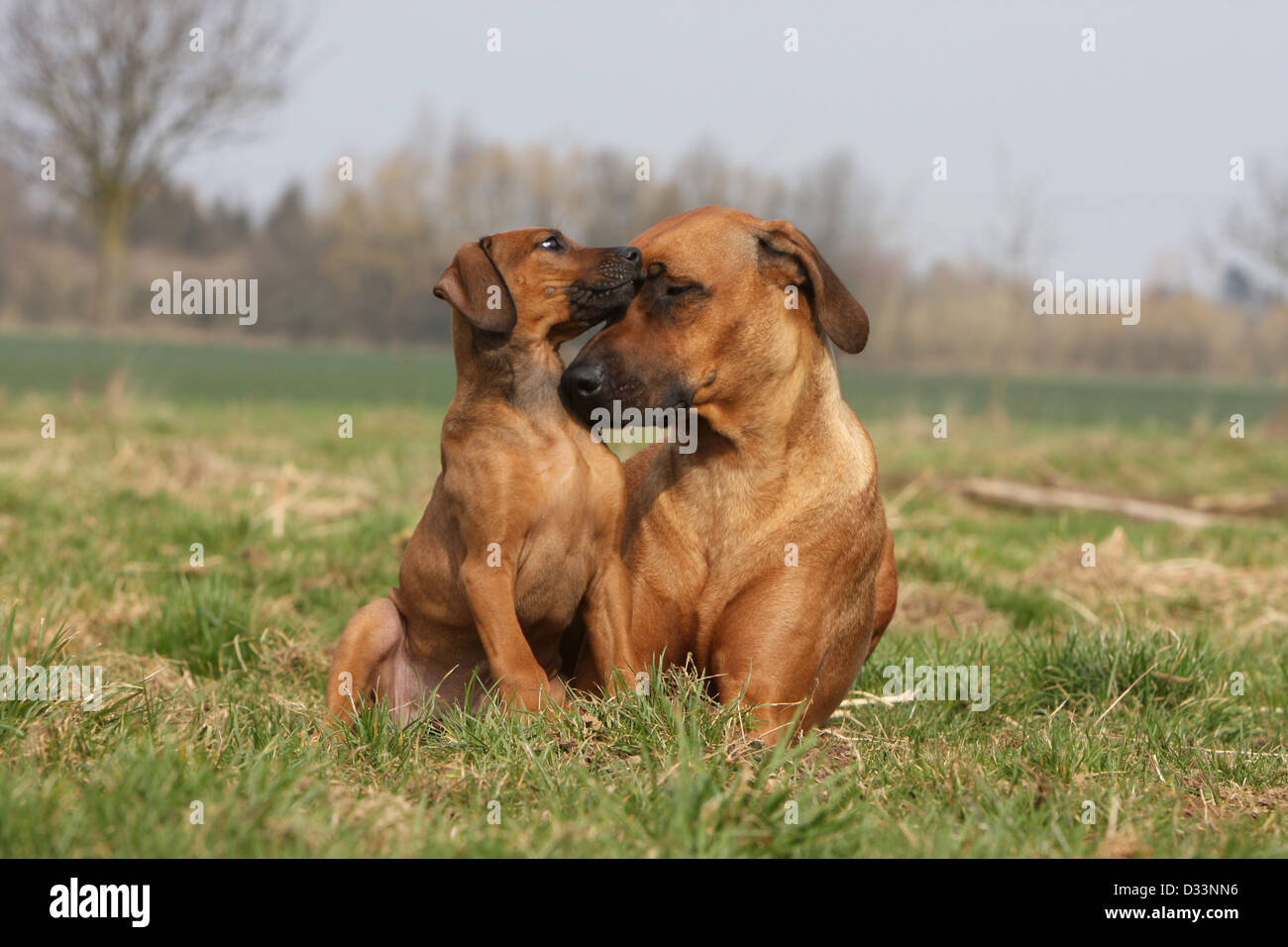 Dog Rhodesian Ridgeback / African Lion Hound adult and puppy in a ...
