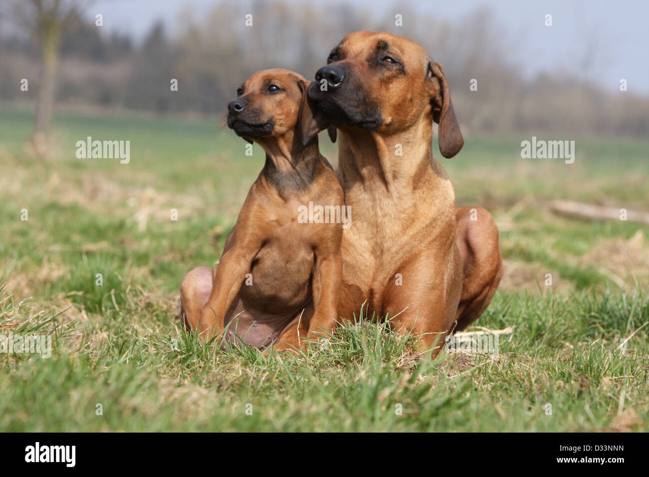 Dog Rhodesian Ridgeback / African Lion Hound adult and puppy in a ...