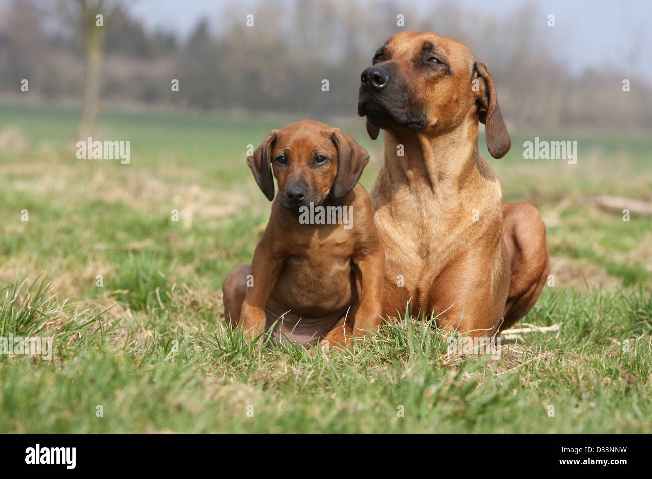 Dog Rhodesian Ridgeback / African Lion Hound adult and puppy in a ...