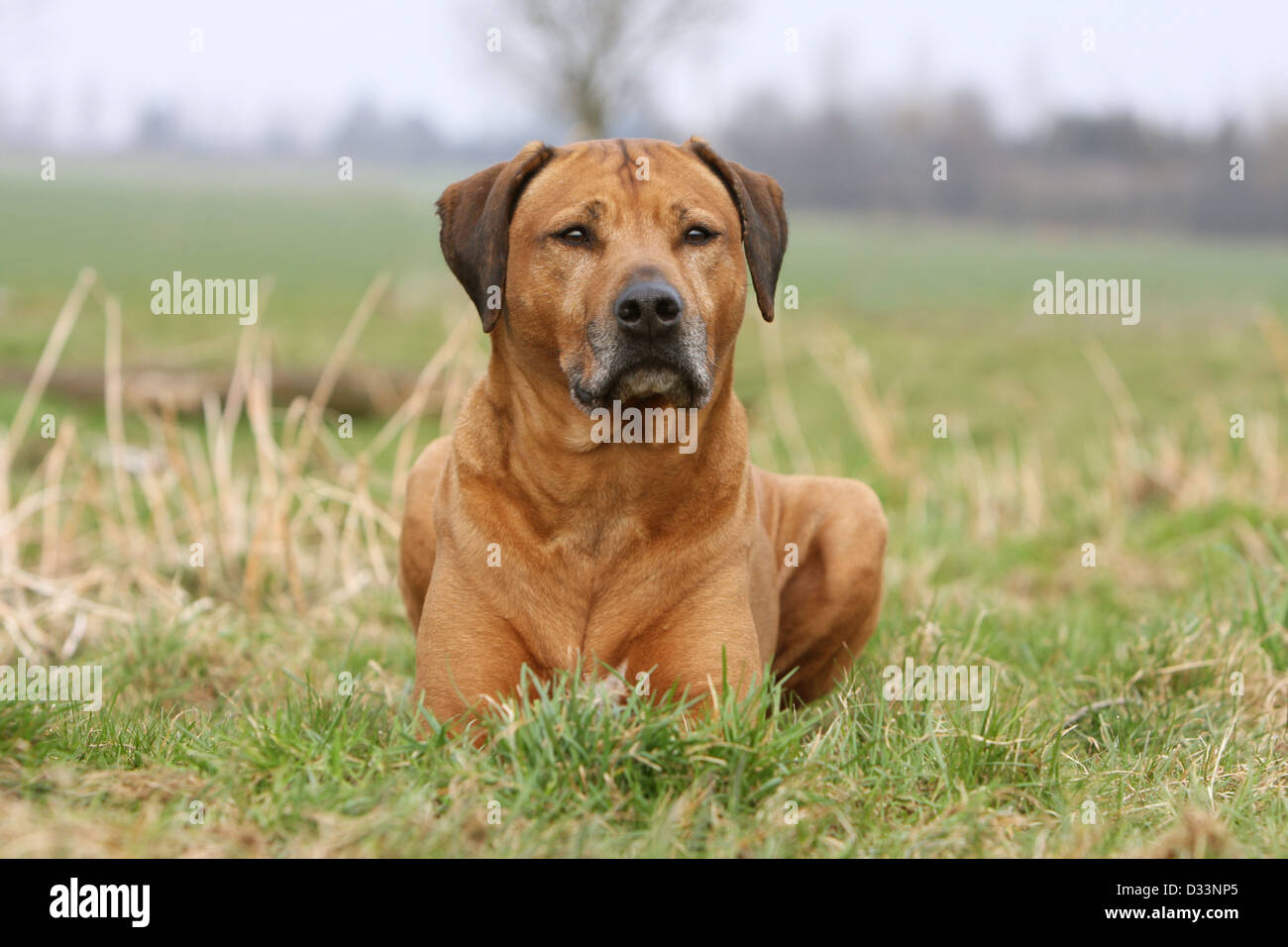 Dog Rhodesian Ridgeback / African Lion Hound adult lying in a meadow ...