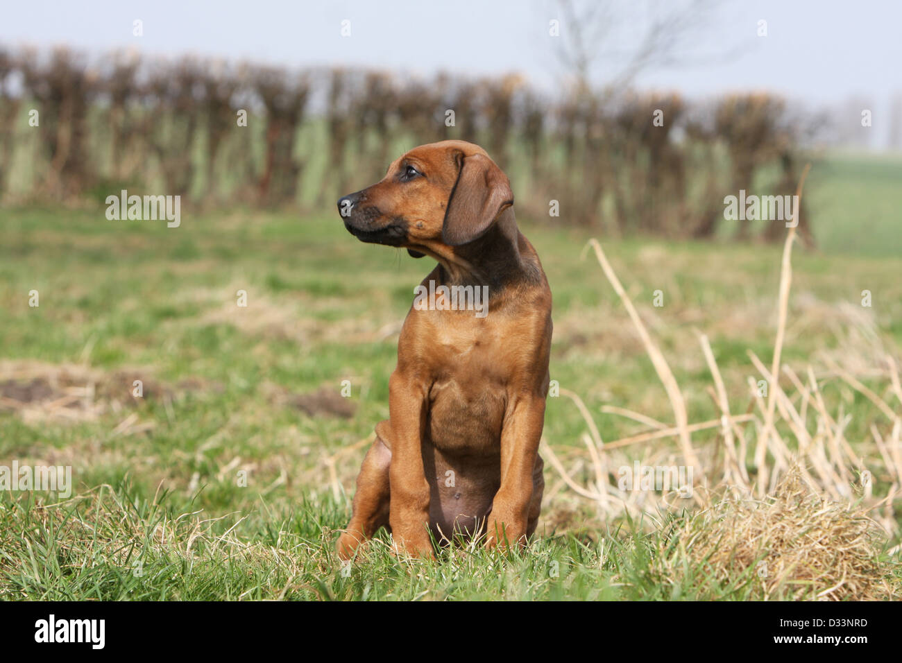 Dog Rhodesian Ridgeback / African Lion Hound puppy sitting in a meadow ...