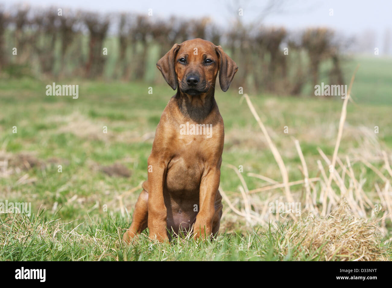 Dog Rhodesian Ridgeback / African Lion Hound puppy sitting in a meadow ...