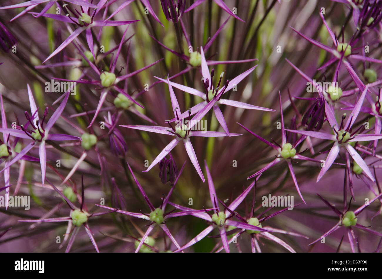 Allium christophii close up Stock Photo - Alamy