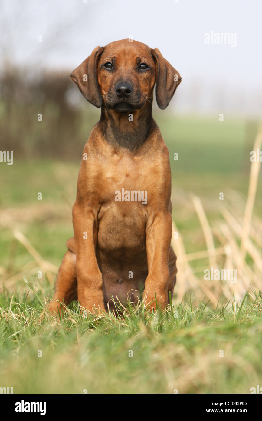 Dog Rhodesian Ridgeback / African Lion Hound puppy sitting in a meadow ...