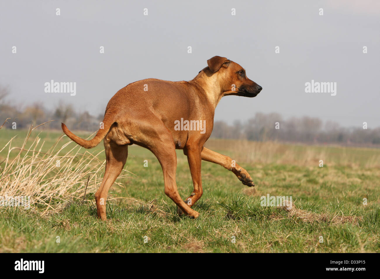 Dog Rhodesian Ridgeback / African Lion Hound adult running in a meadow ...