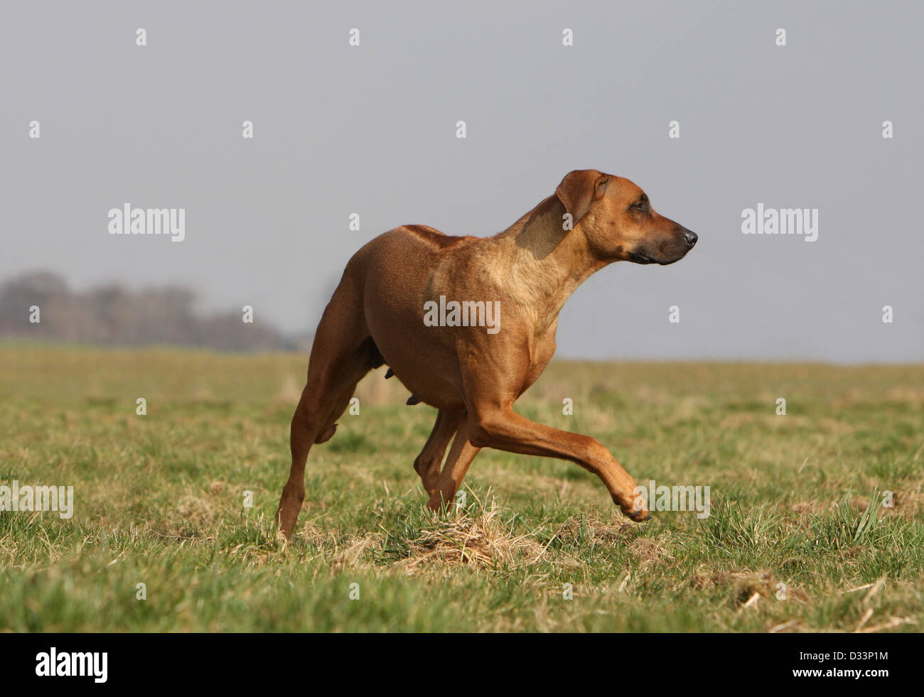 Dog Rhodesian Ridgeback / African Lion Hound adult running in a meadow ...