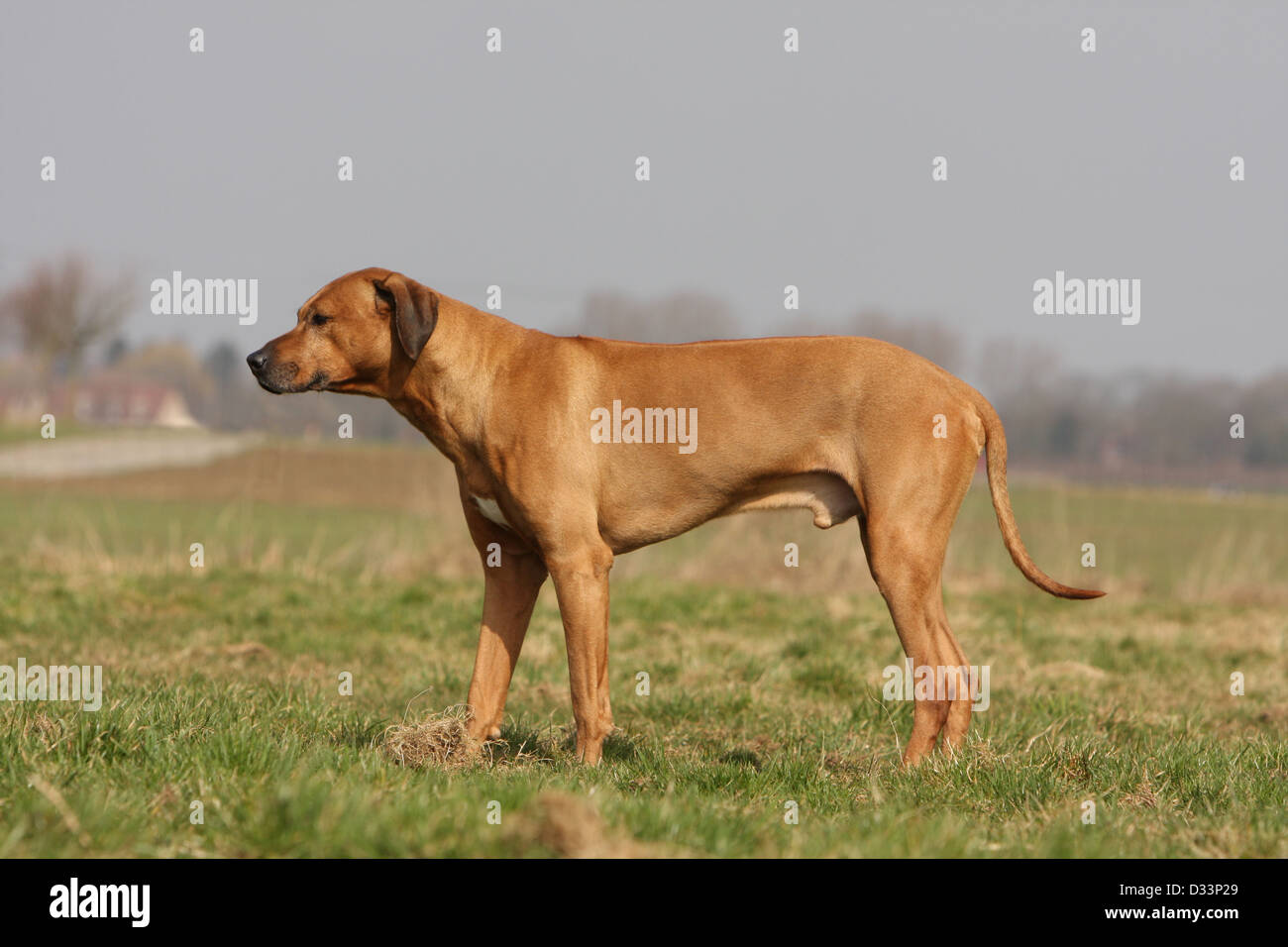 Dog Rhodesian Ridgeback / African Lion Hound adult running in a meadow ...