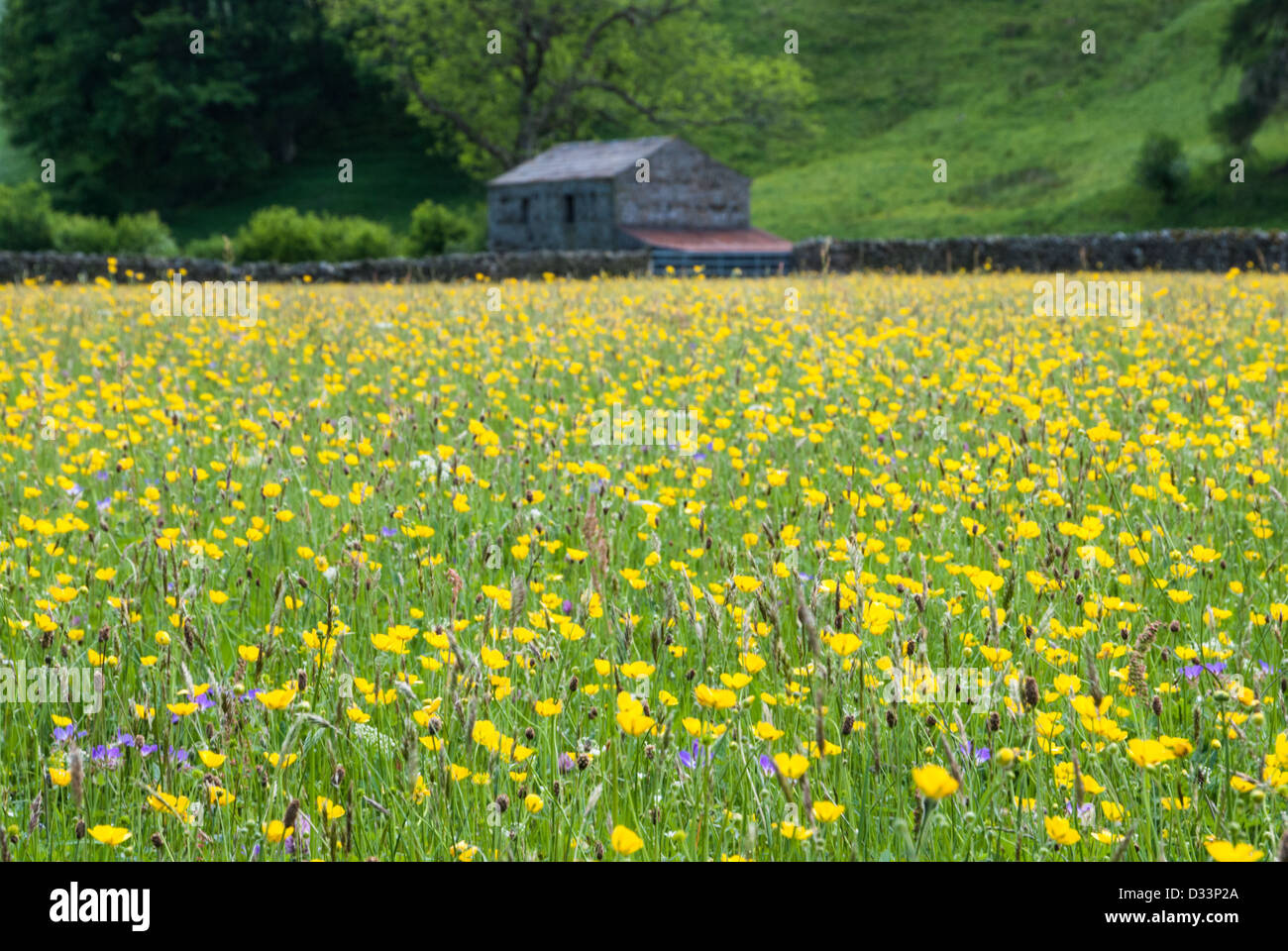 Hay meadows in flower hi-res stock photography and images - Alamy