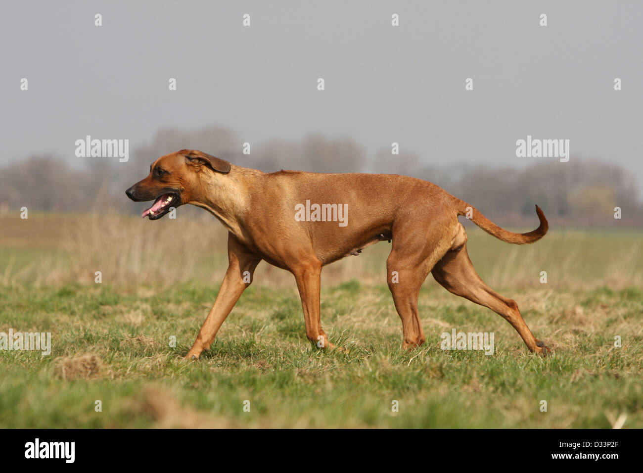 Dog Rhodesian Ridgeback / African Lion Hound adult running in a meadow ...