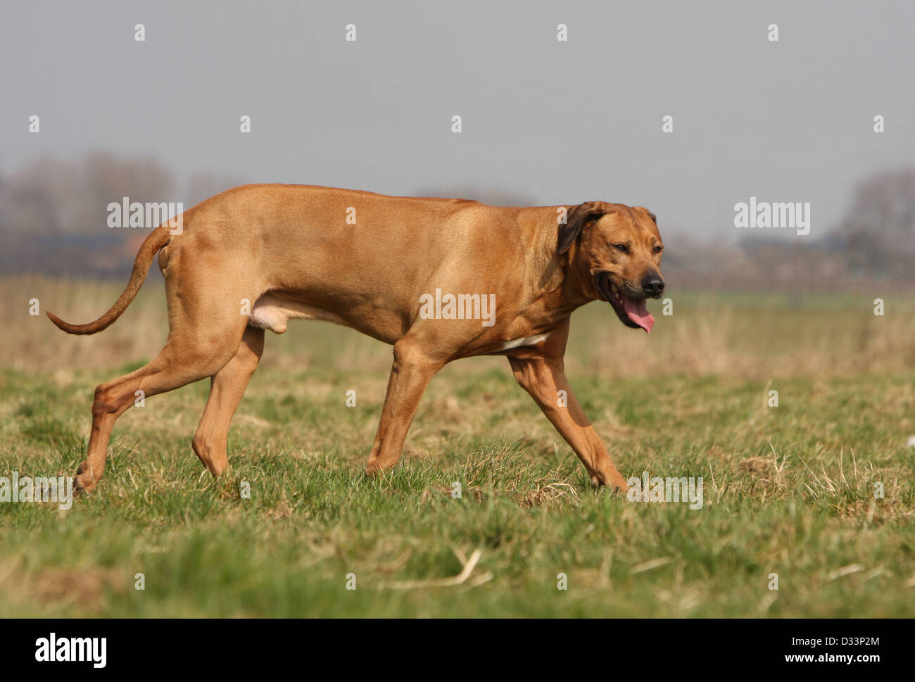 Dog Rhodesian Ridgeback / African Lion Hound adult running in a meadow ...