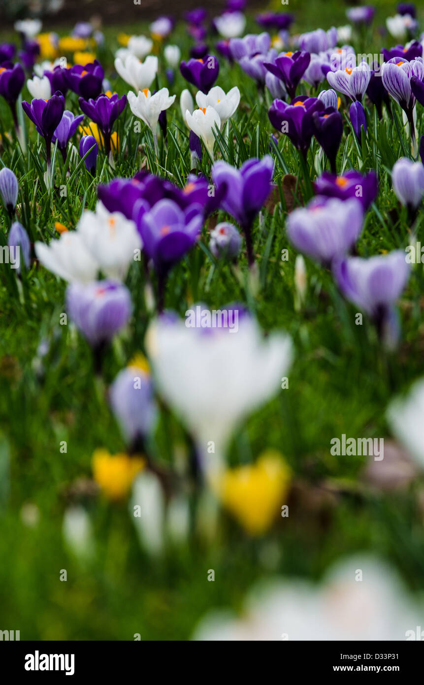 Naturalised bulbs hi-res stock photography and images - Alamy