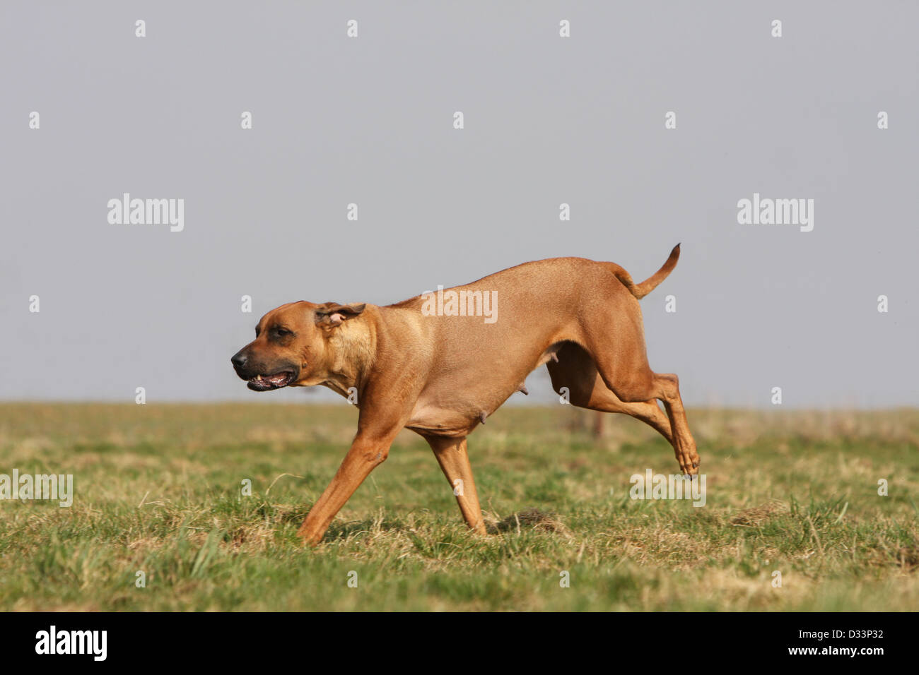 Dog Rhodesian Ridgeback / African Lion Hound adult running in a meadow ...
