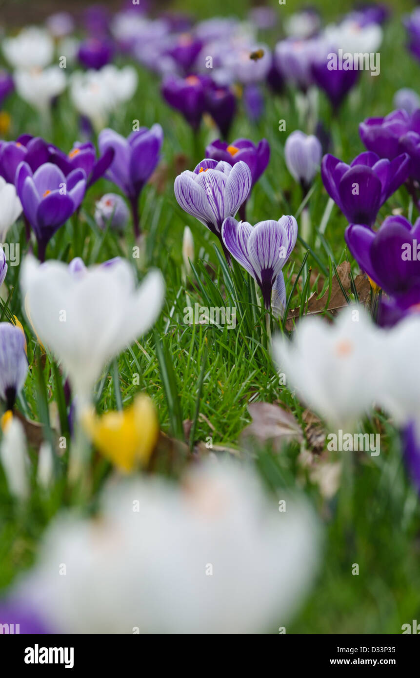 Naturalised in grass hi-res stock photography and images - Alamy