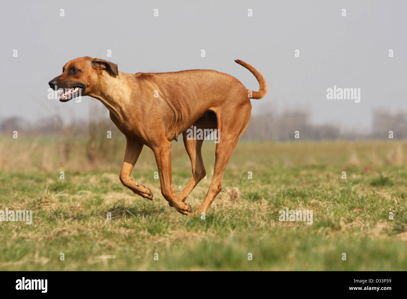 Dog Rhodesian Ridgeback / African Lion Hound adult running in a meadow ...