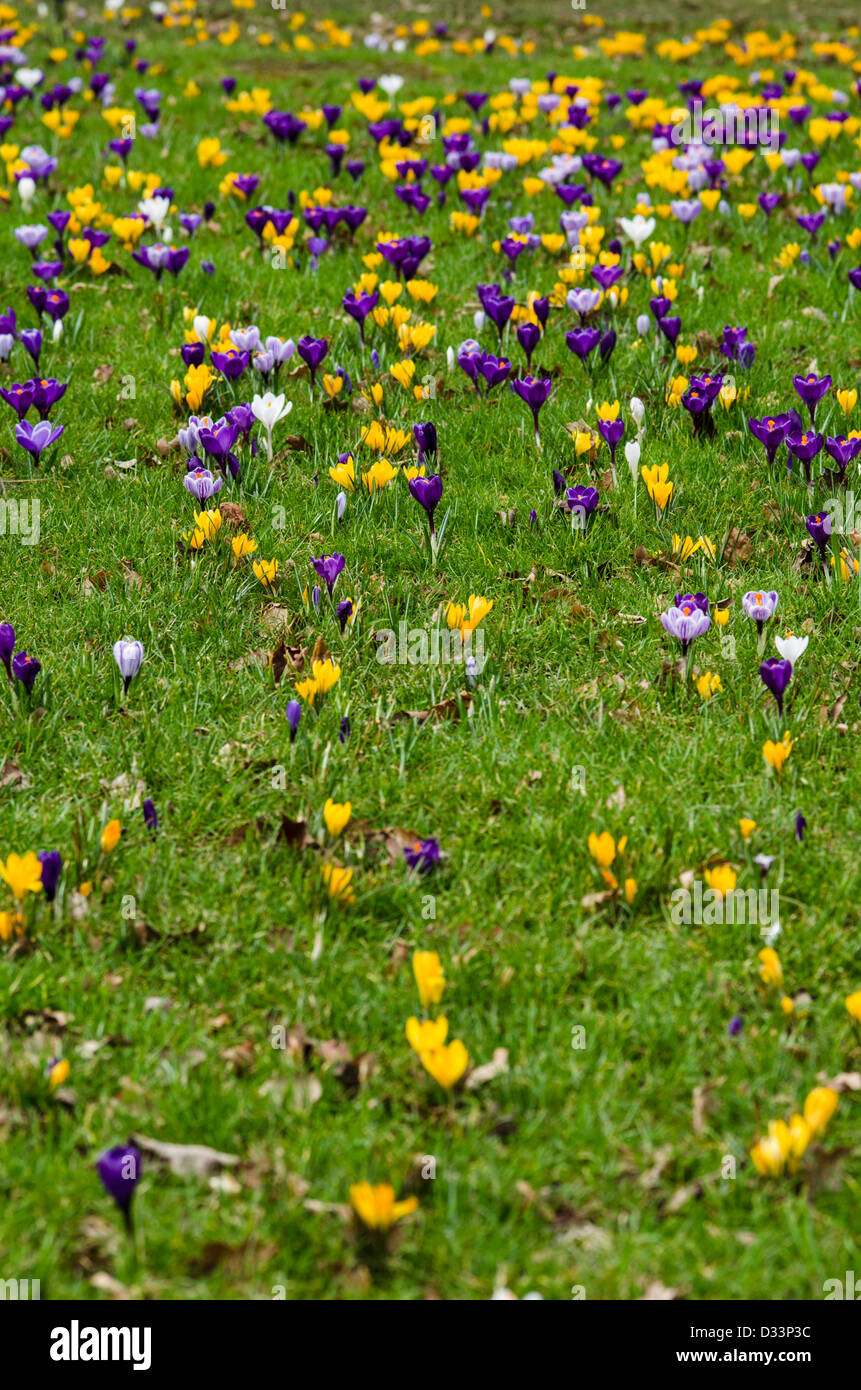 Naturalised in grass hi-res stock photography and images - Alamy