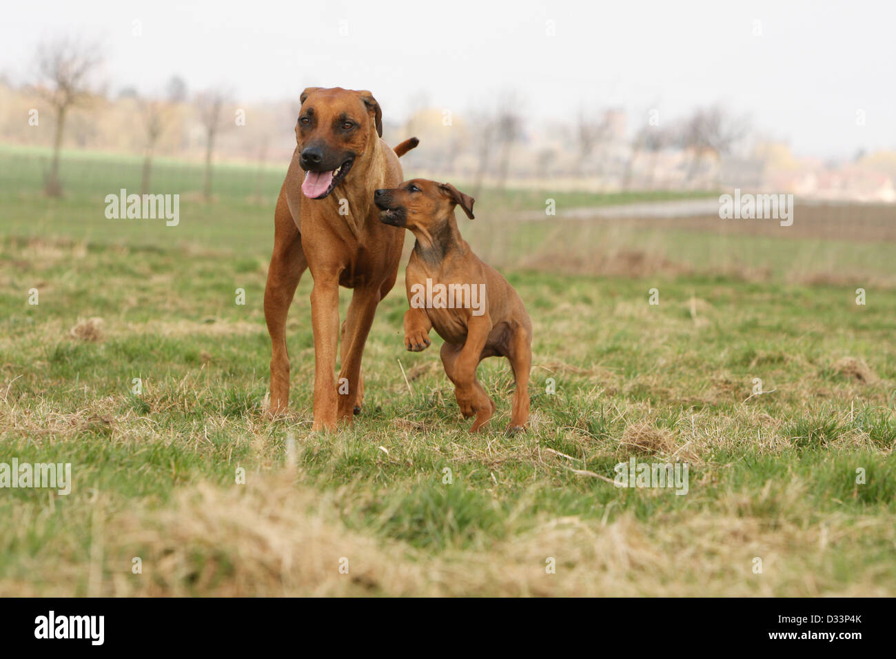 Dog Rhodesian Ridgeback / African Lion Hound adult and puppy walking in ...