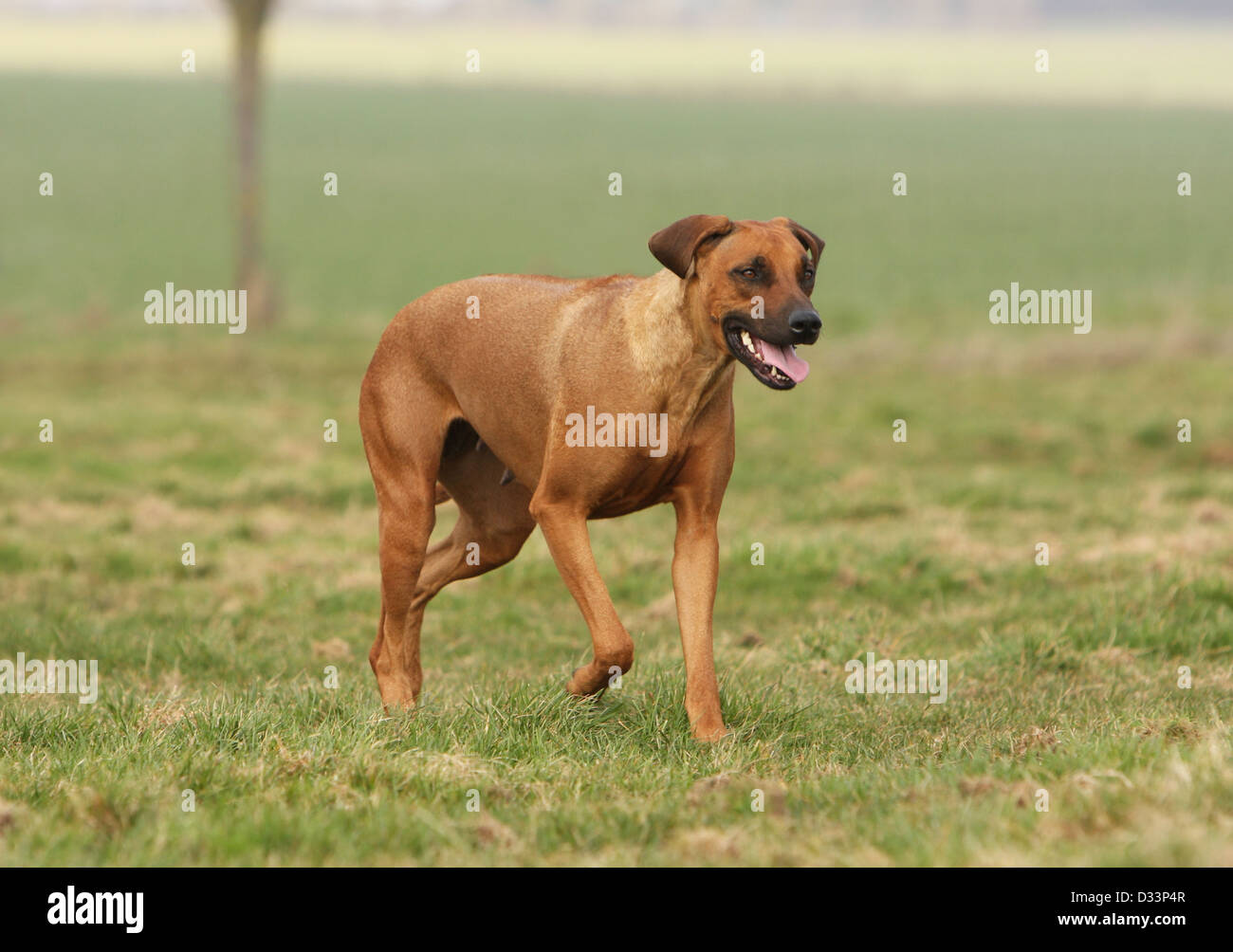 Dog Rhodesian Ridgeback / African Lion Hound adult running in a meadow ...
