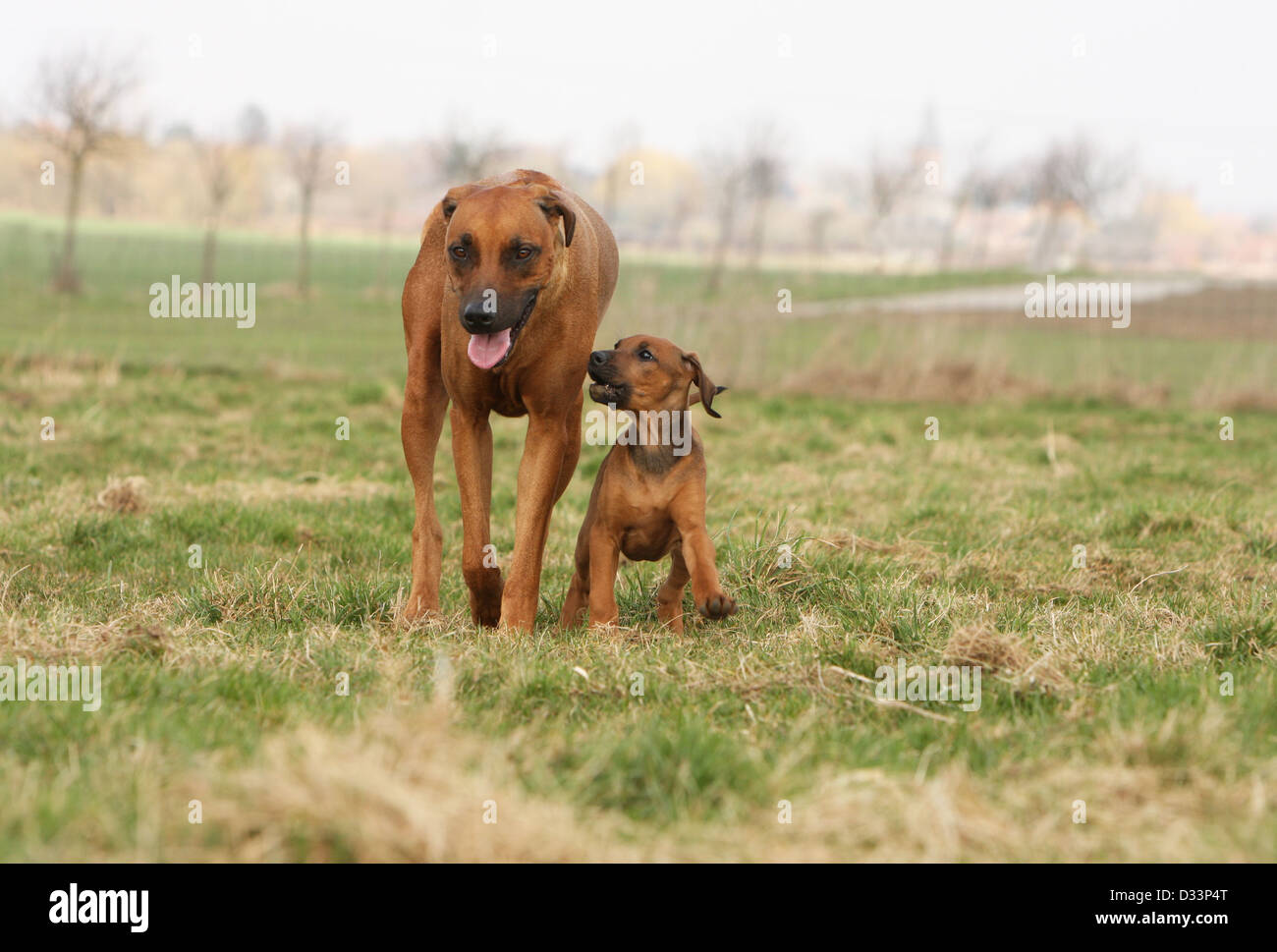 Dog Rhodesian Ridgeback / African Lion Hound adult and puppy walking in ...