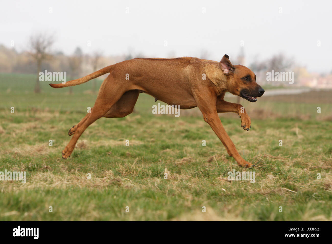 Dog Rhodesian Ridgeback / African Lion Hound adult running in a meadow ...