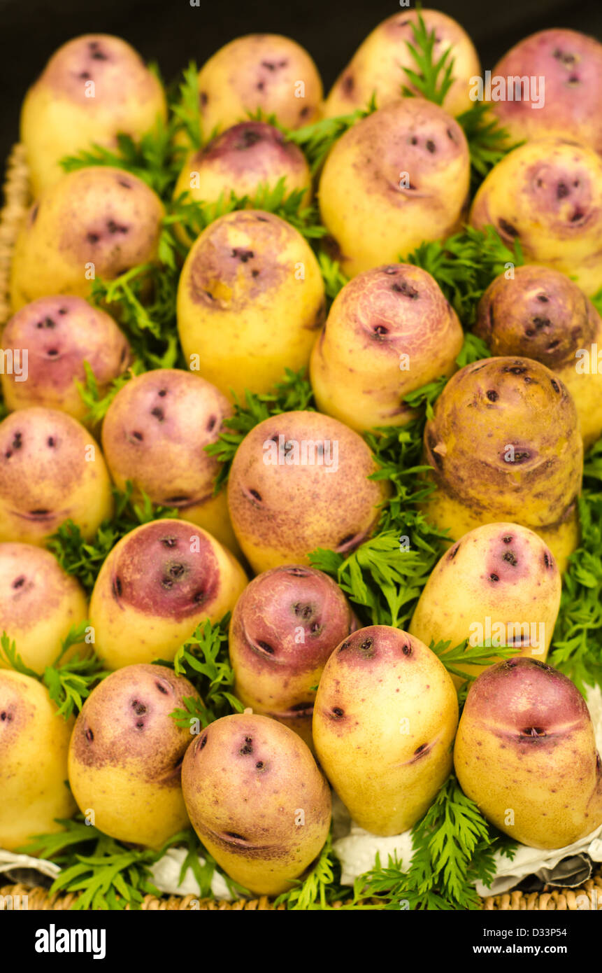 Display of potato tubers Stock Photo - Alamy