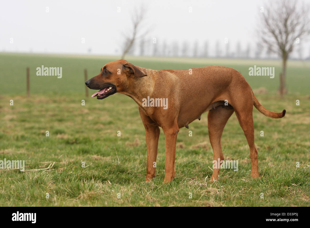 Dog Rhodesian Ridgeback / African Lion Hound adult standing in a meadow ...