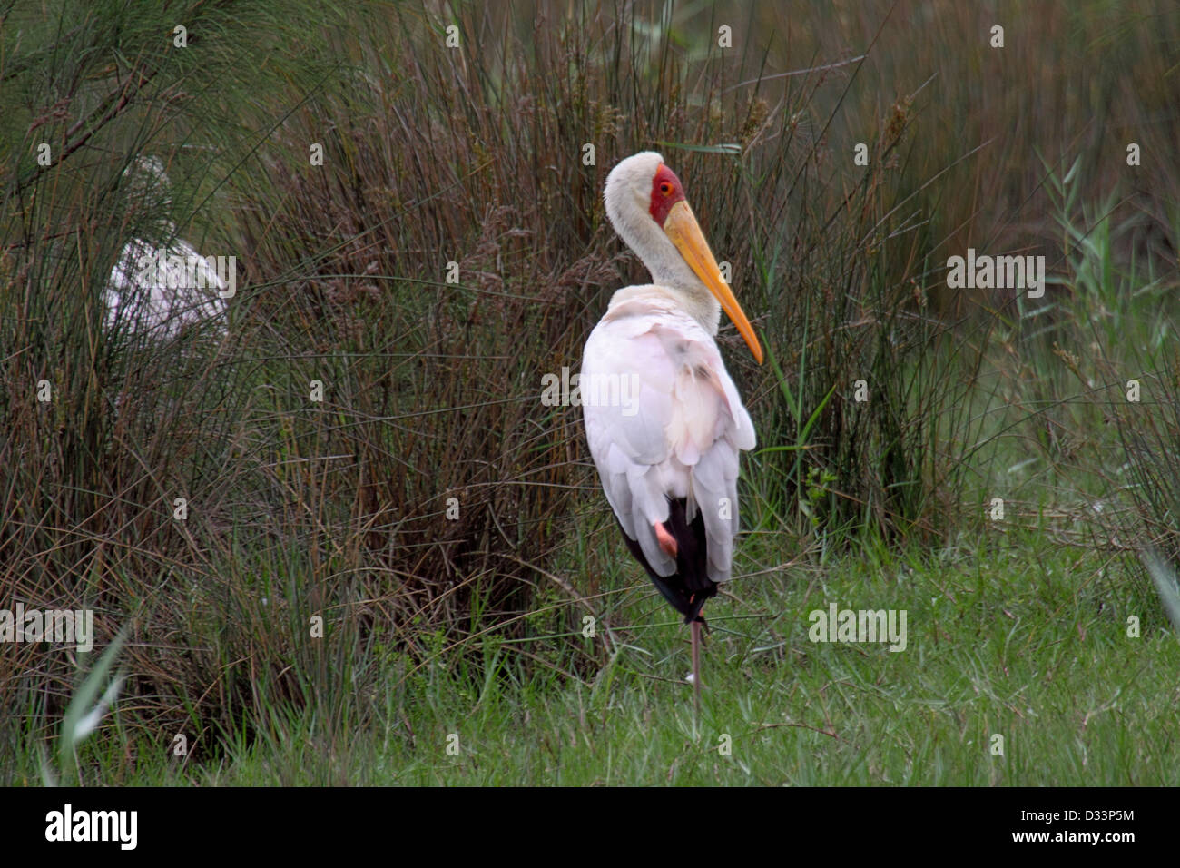 Yellow billed stork standing on one leg in swamp in South Africa Stock ...