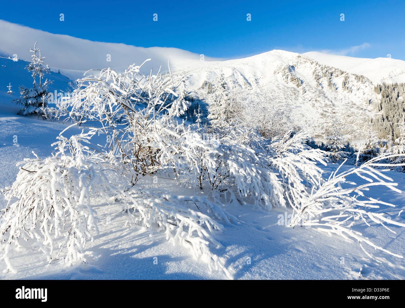 Morning winter mountain landscape with snowy bush in front Stock Photo ...