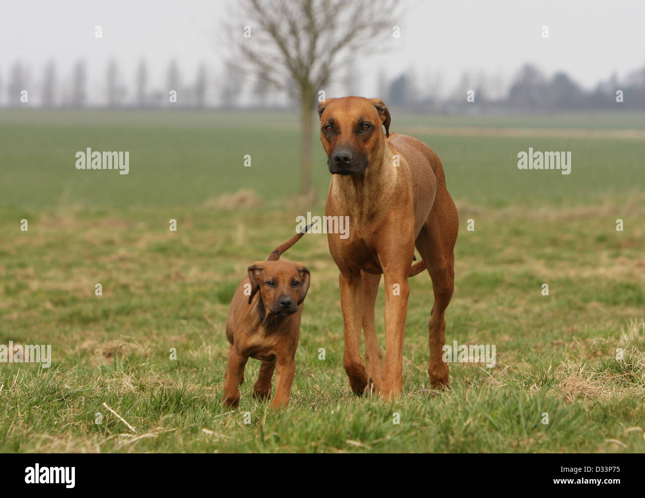 Rhodesian Ridgeback Vs Lion