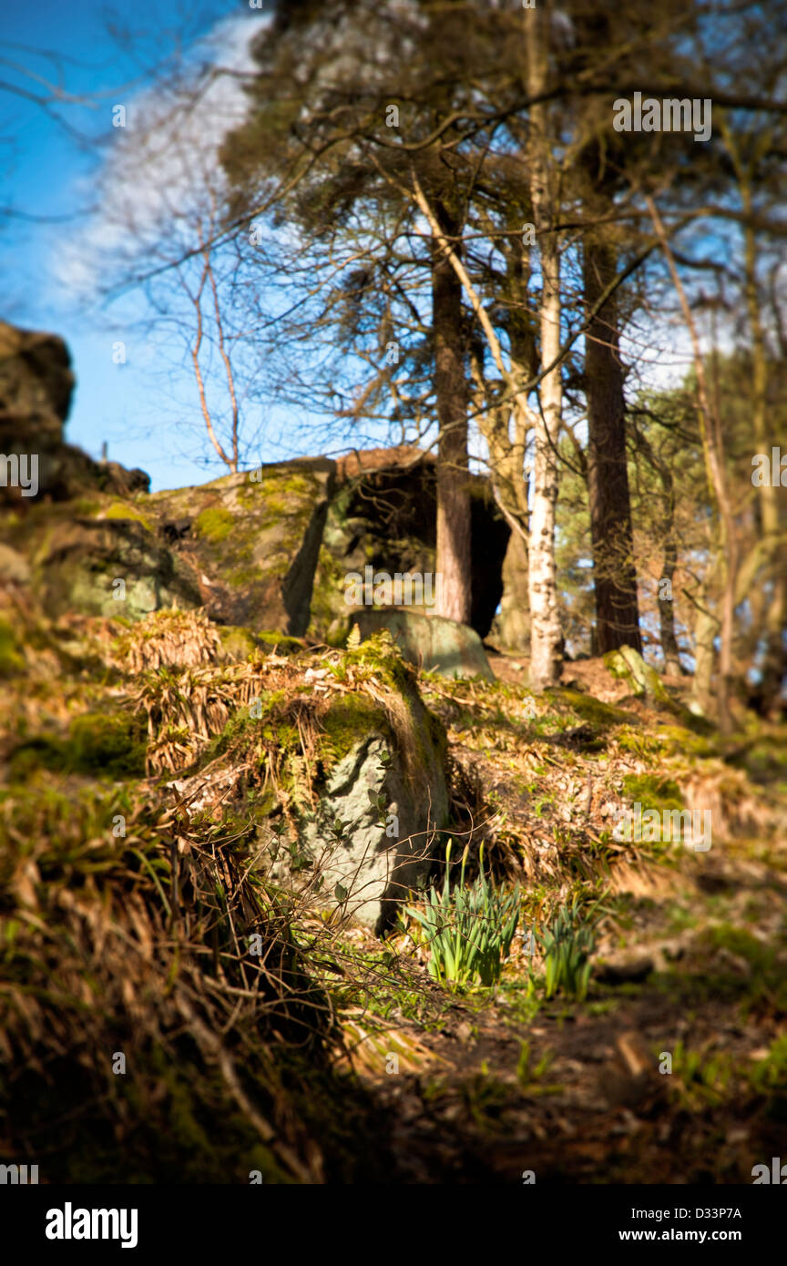 woodland scene English forest on bright sunny day Stock Photo - Alamy