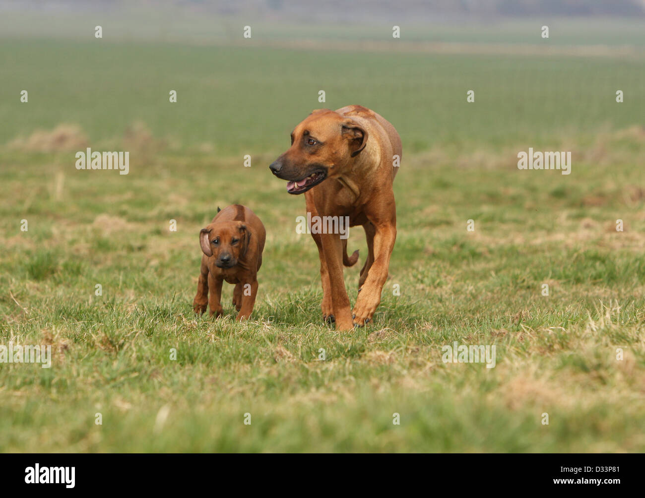 Rhodesian Ridgeback African Lion Dog