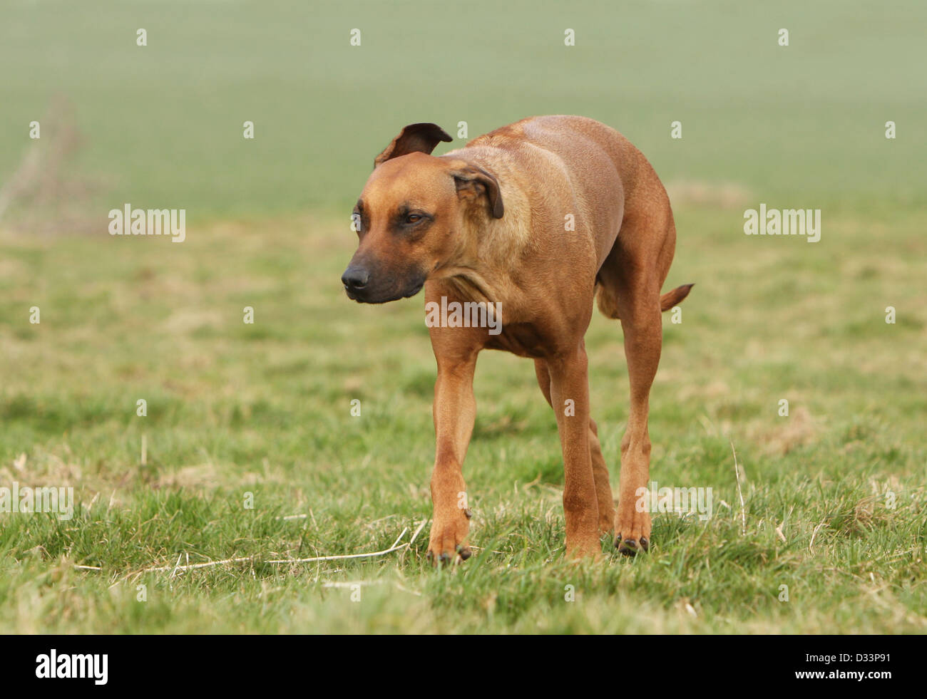 Dog Rhodesian Ridgeback / African Lion Hound adult running in a meadow ...
