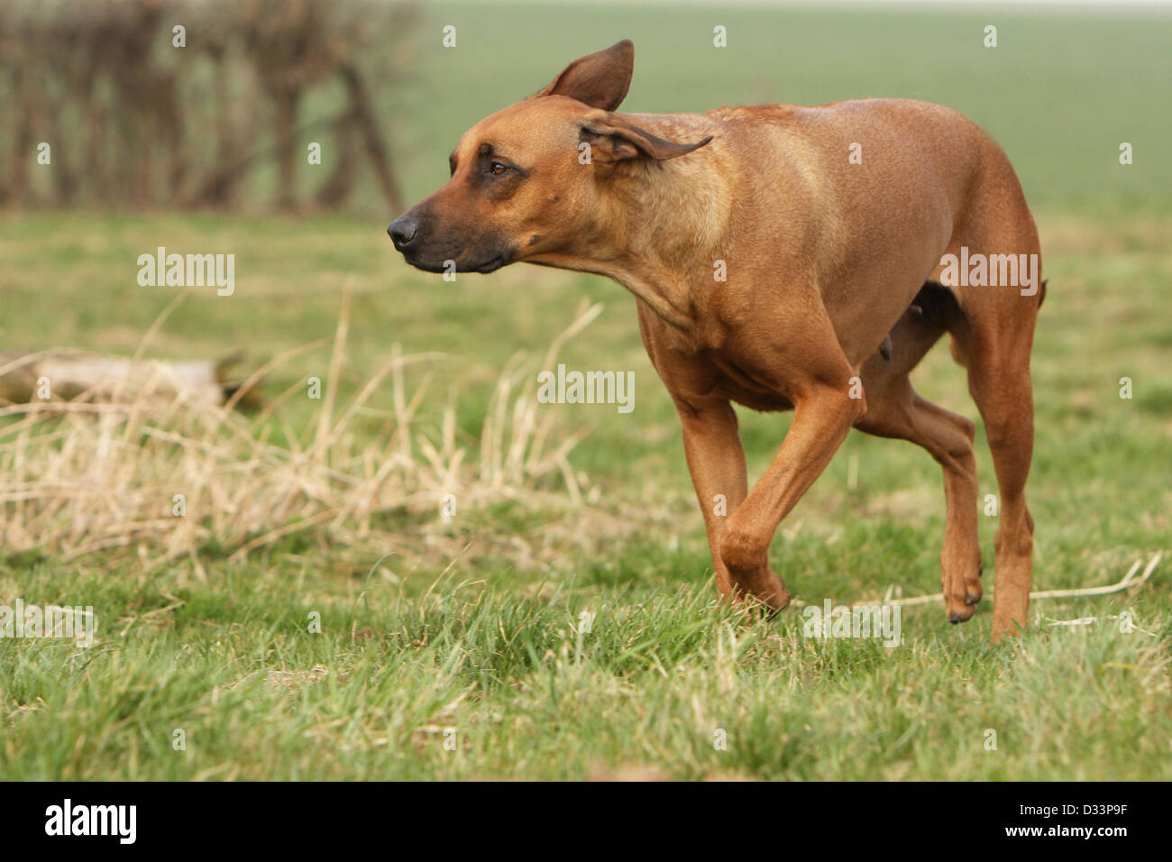 Dog Rhodesian Ridgeback / African Lion Hound adult running in a meadow ...