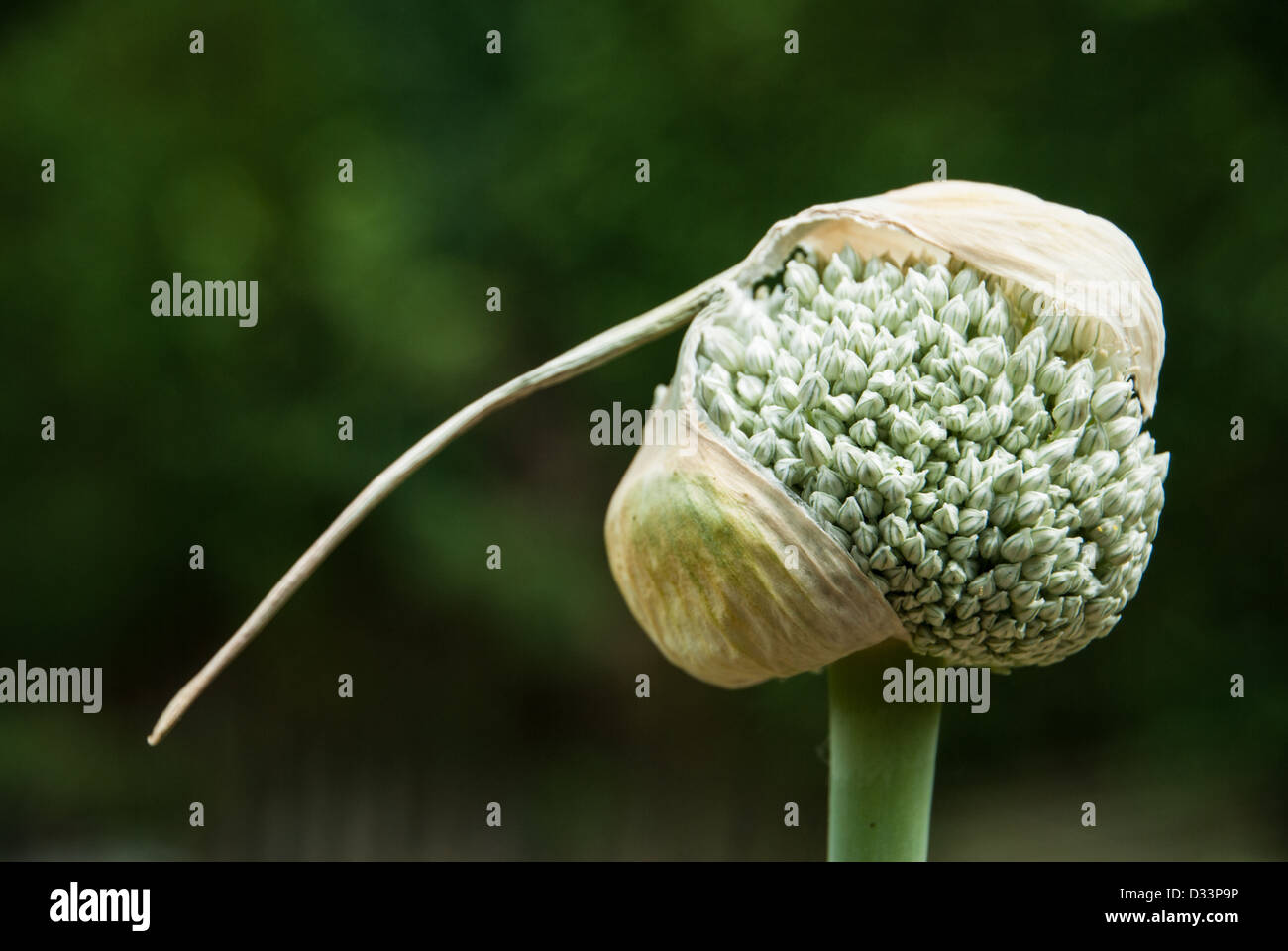 A leek flower seed head Stock Photo - Alamy