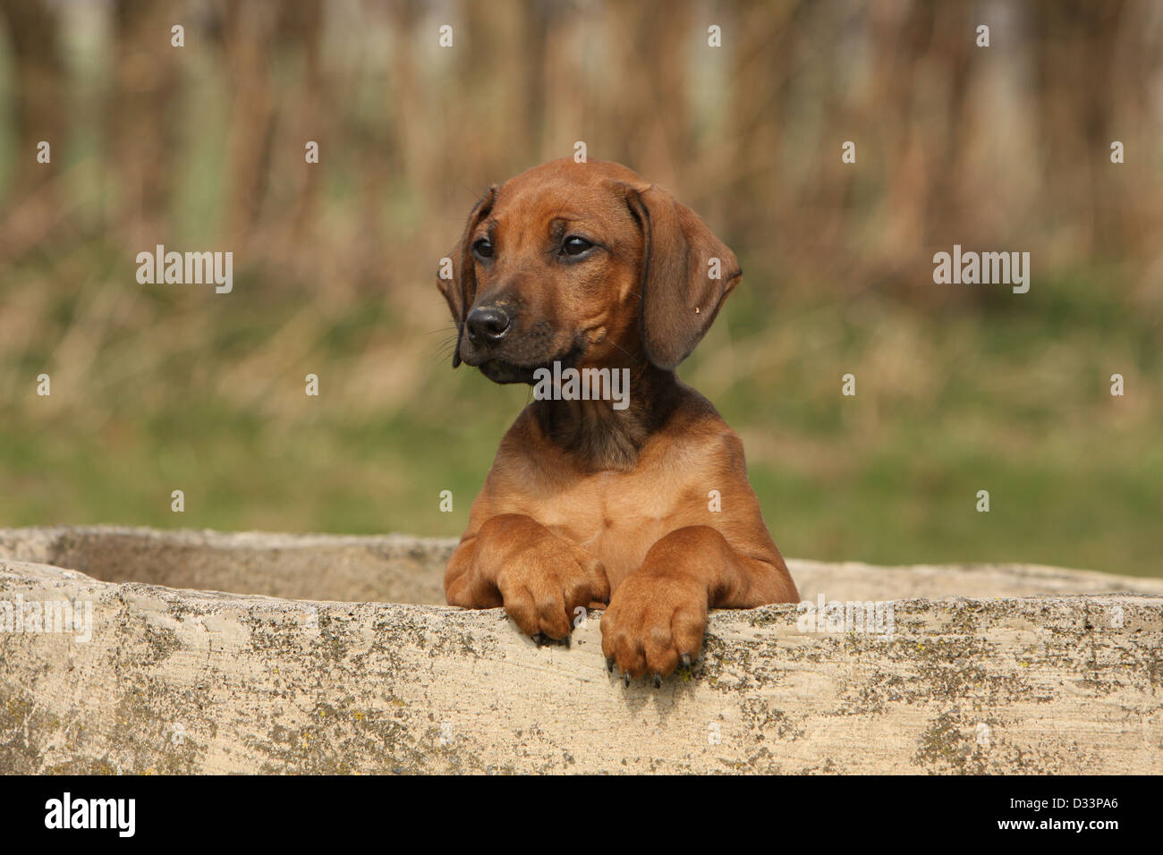 Dog Rhodesian Ridgeback / African Lion Hound puppy lying on a wall ...