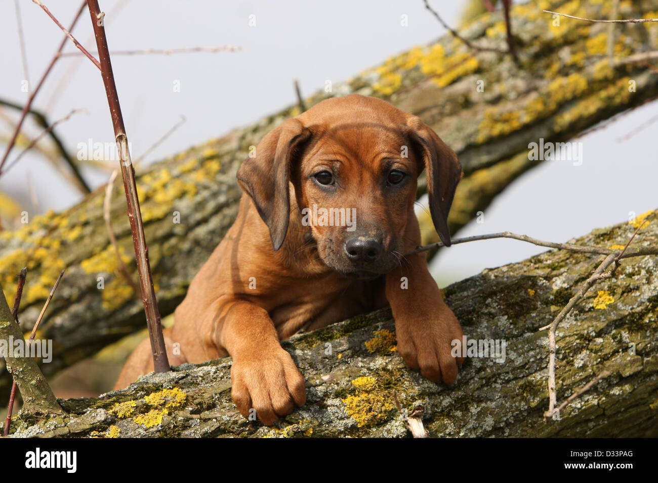 Dog Rhodesian Ridgeback / African Lion Hound puppy lying in a tree ...