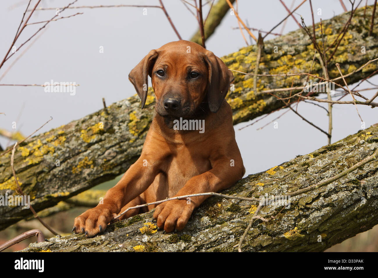 Dog Rhodesian Ridgeback / African Lion Hound puppy lying in a tree ...