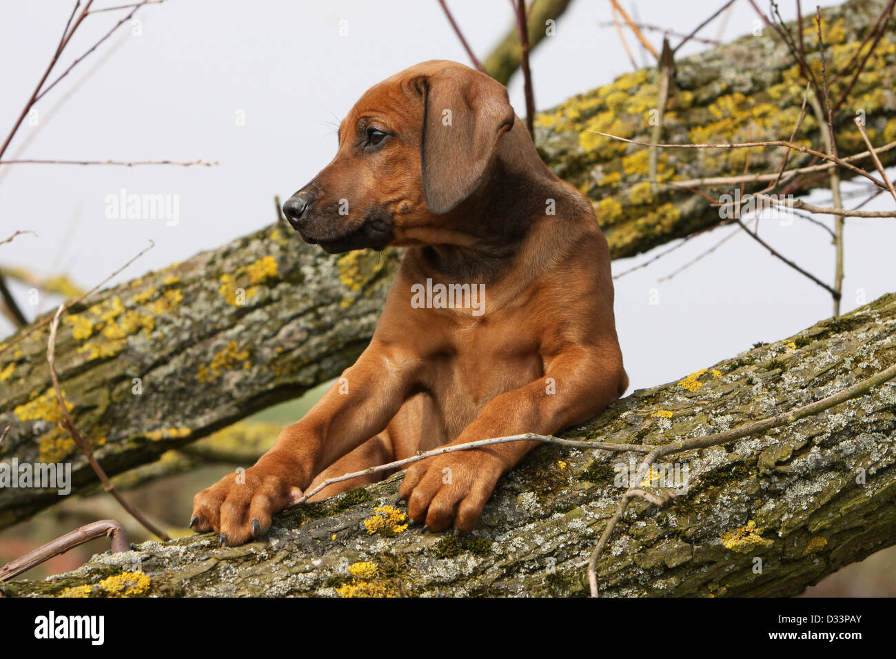Dog Rhodesian Ridgeback / African Lion Hound puppy lying in a tree ...