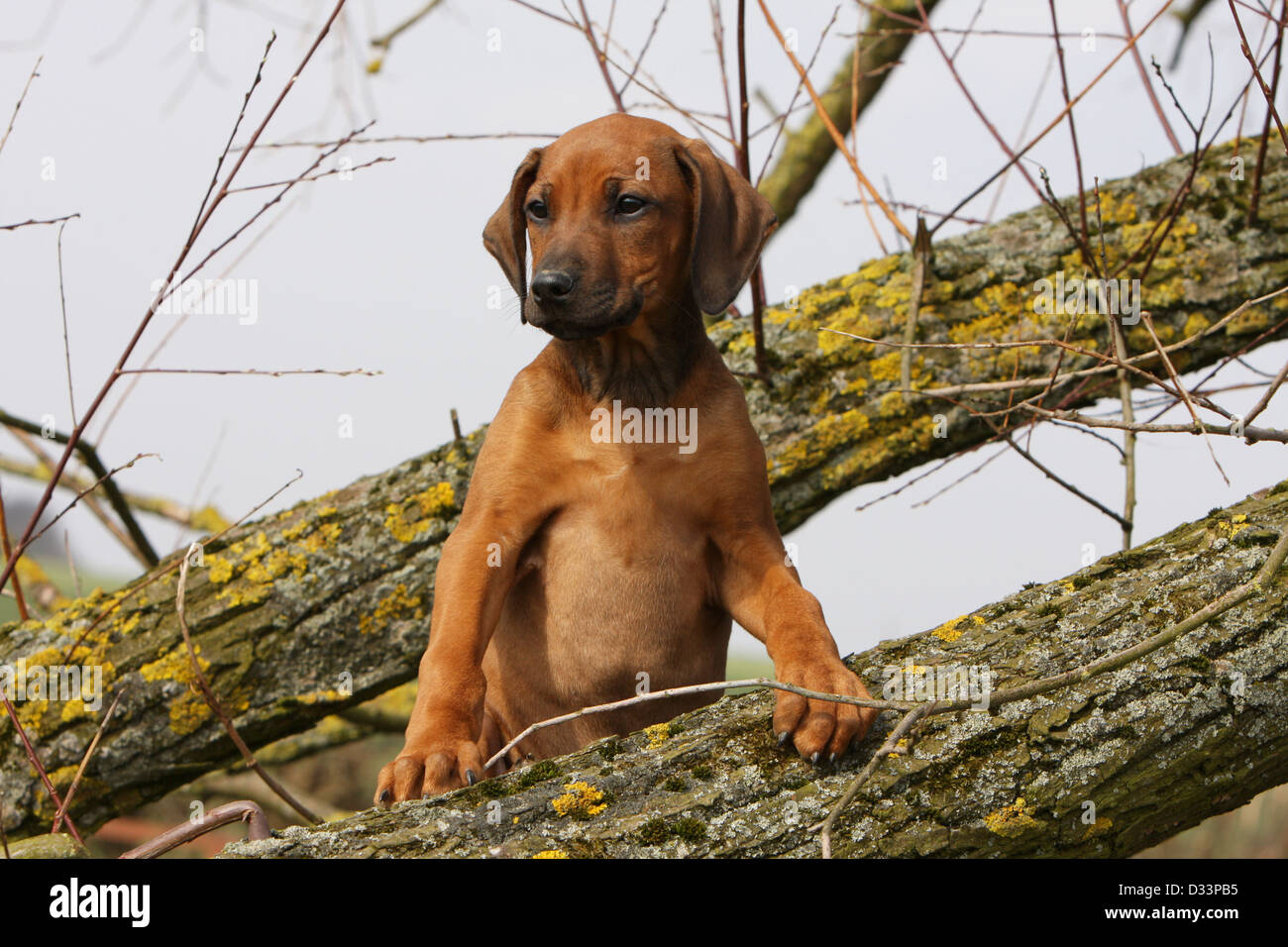 Dog Rhodesian Ridgeback / African Lion Hound puppy sitting in a tree ...