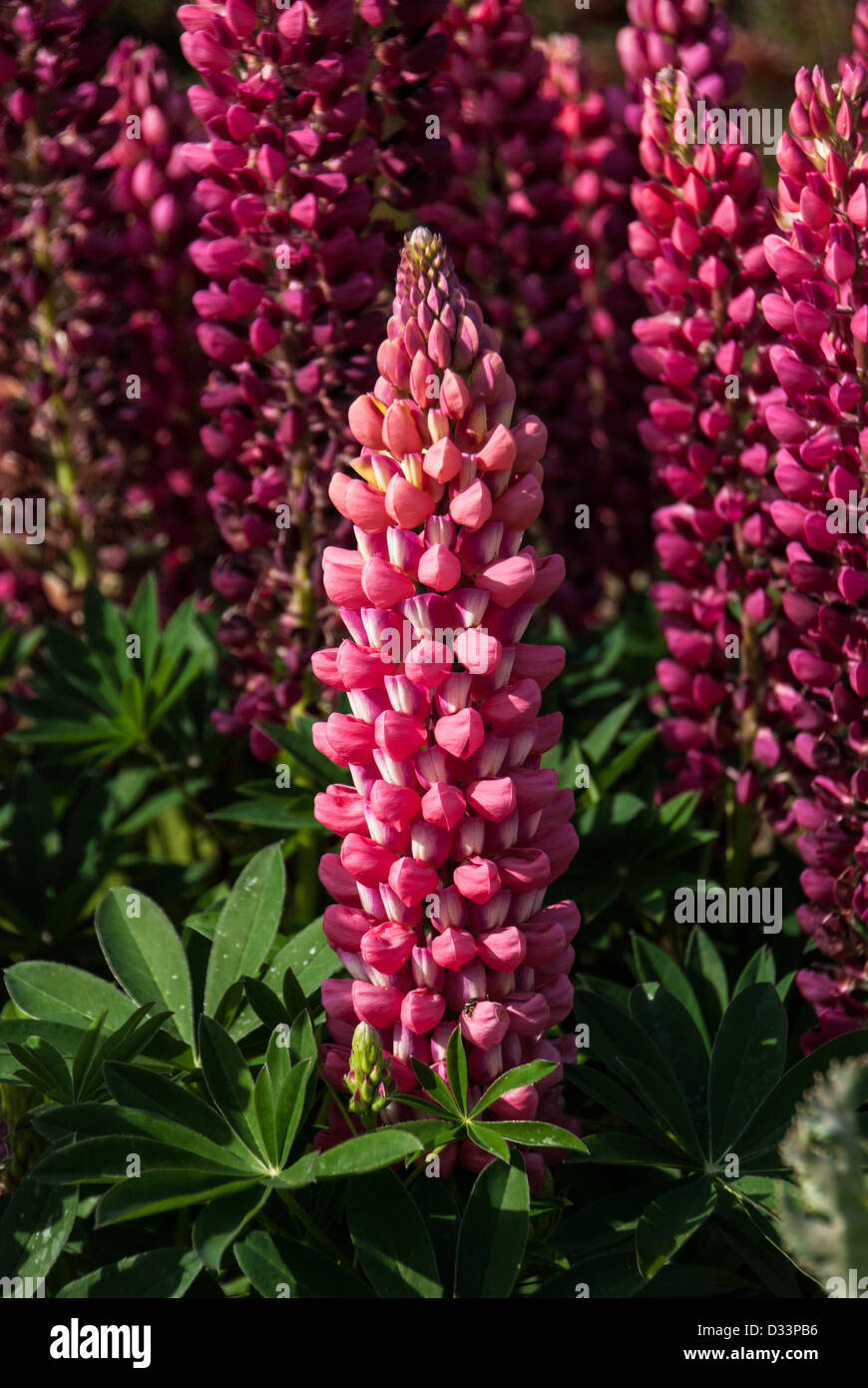 Full lupin border hi-res stock photography and images - Alamy