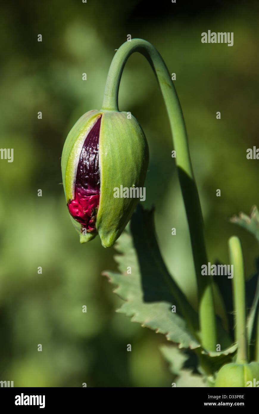 Poppy flower about to open Stock Photo - Alamy