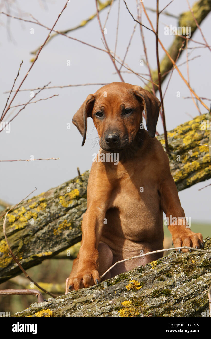 Dog Rhodesian Ridgeback / African Lion Hound puppy standing in a tree ...