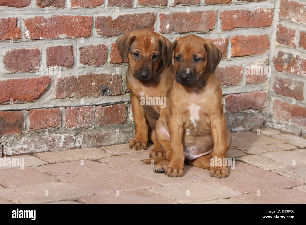 Dog Rhodesian Ridgeback / African Lion Hound two puppies sitting Stock ...