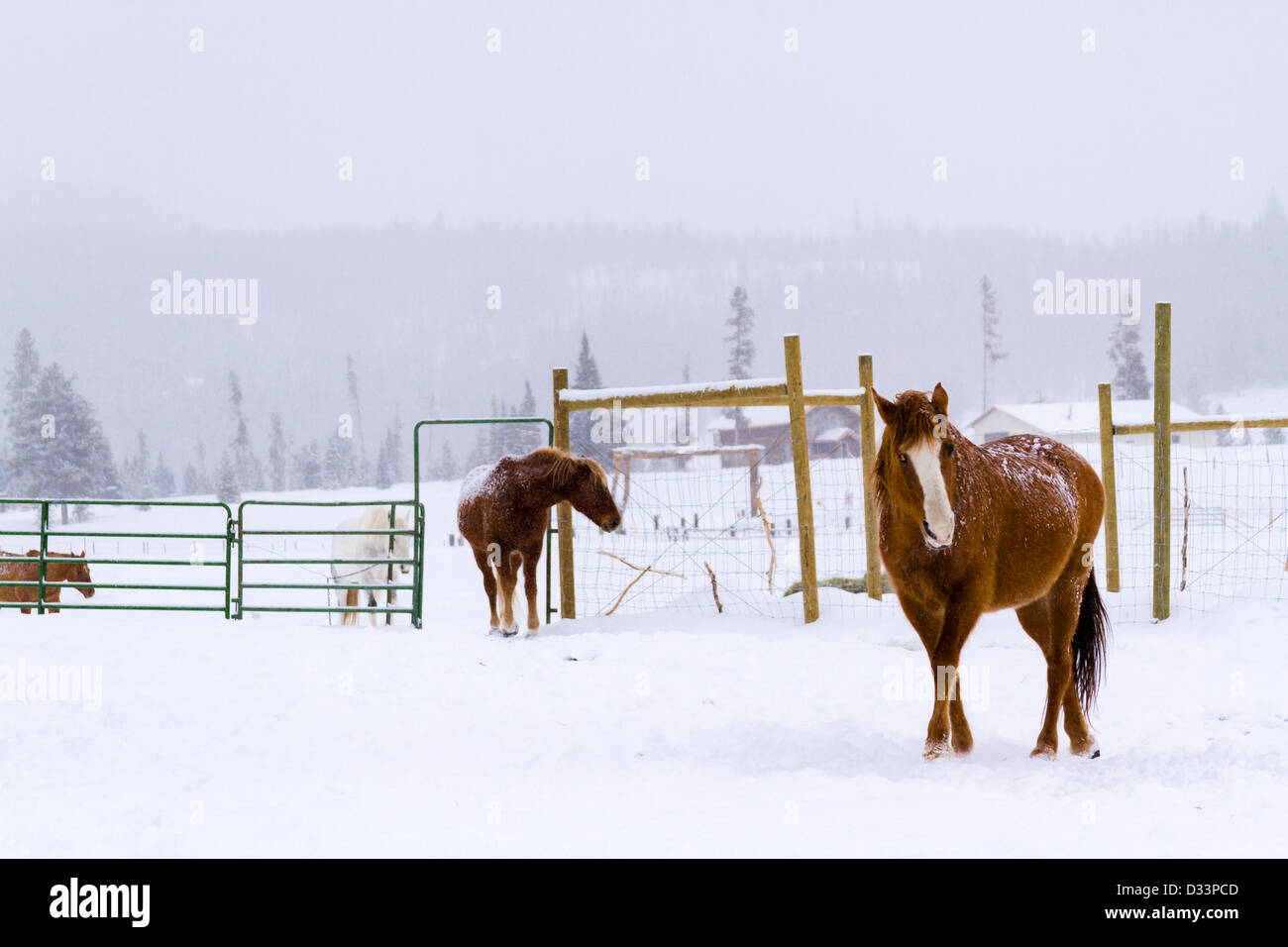 Horses in the snow on a small farm in Colorado Stock Photo - Alamy