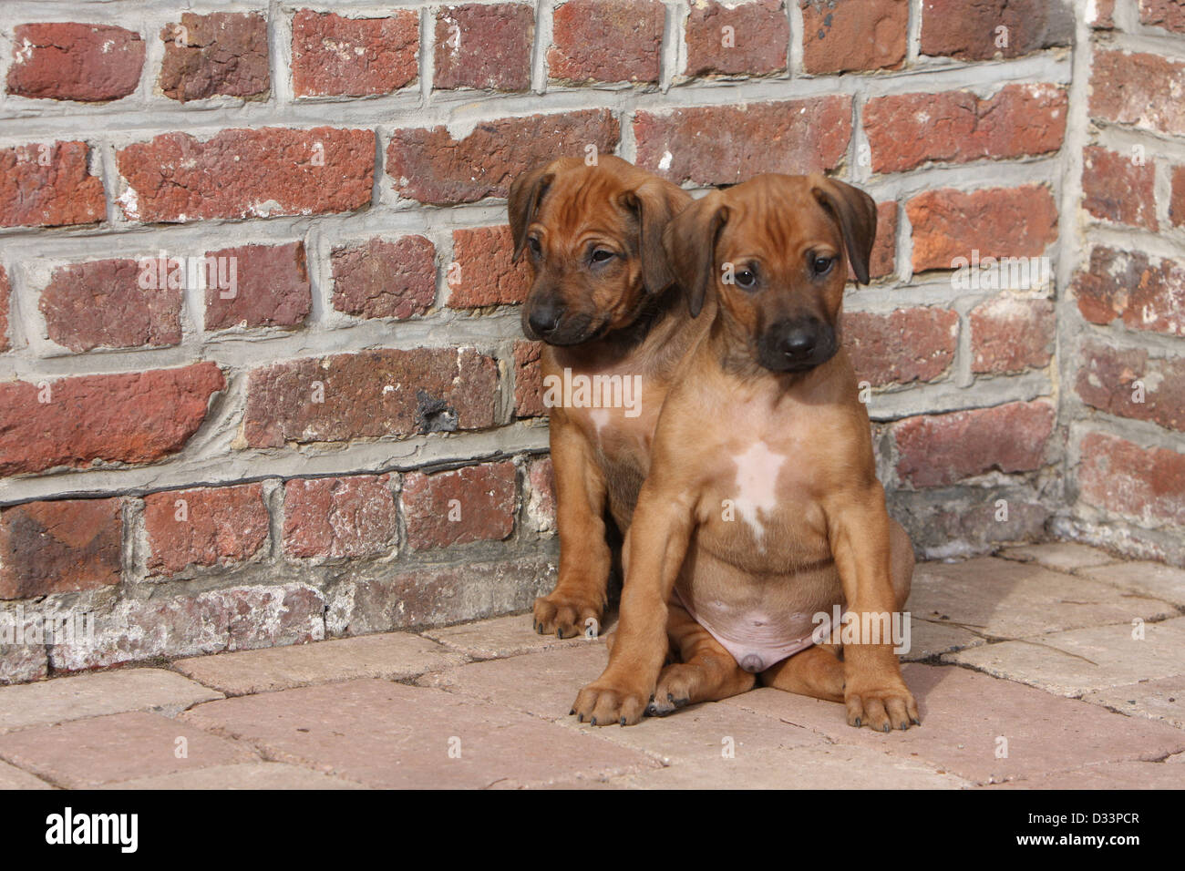 Dog Rhodesian Ridgeback / African Lion Hound two puppies sitting Stock ...
