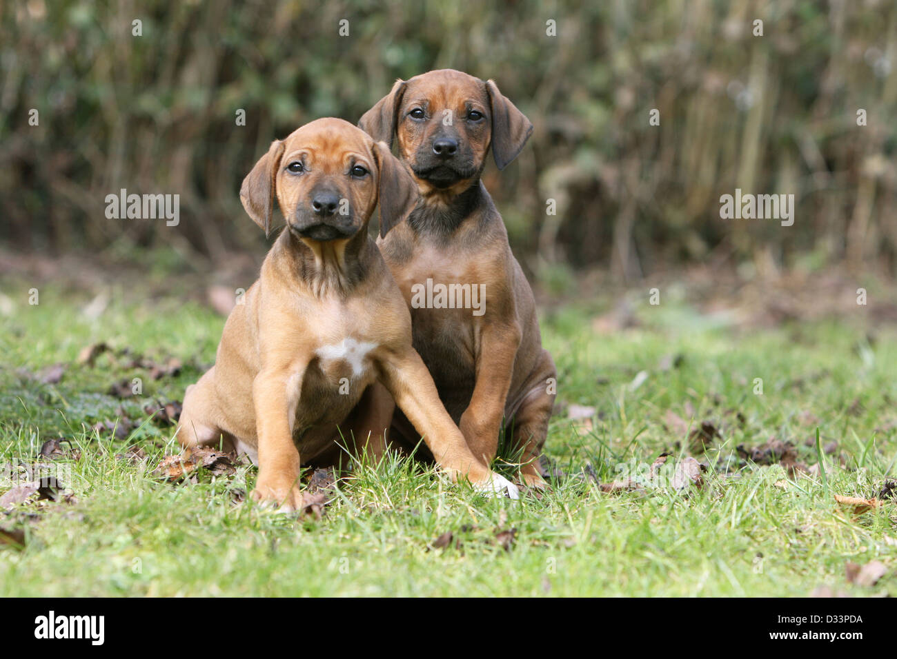 Dog Rhodesian Ridgeback / African Lion Hound two puppies sitting in a ...