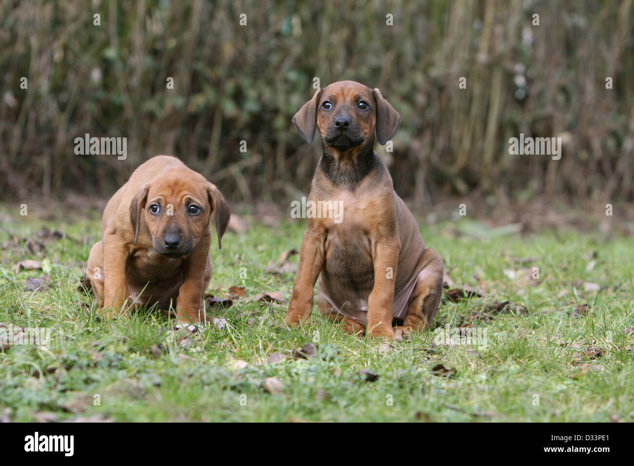 Dog Rhodesian Ridgeback / African Lion Hound two puppies sitting in a ...