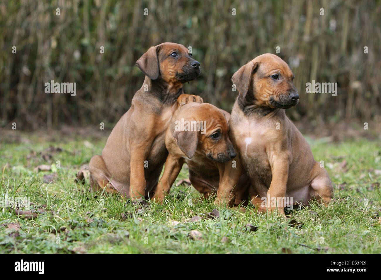 Dog Rhodesian Ridgeback / African Lion Hound three puppies sitting in a ...