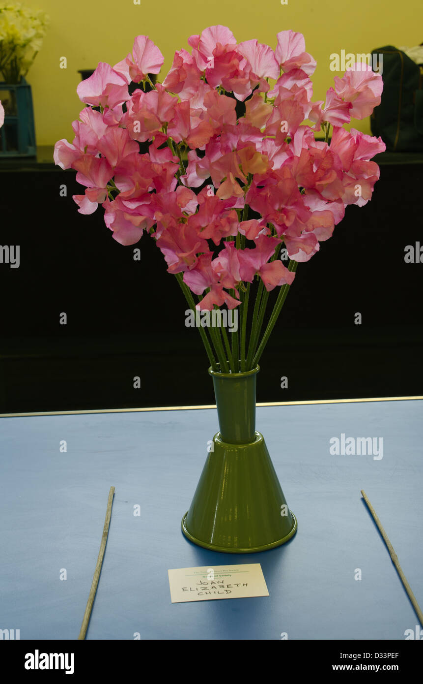 Sweet pea display hi-res stock photography and images - Alamy