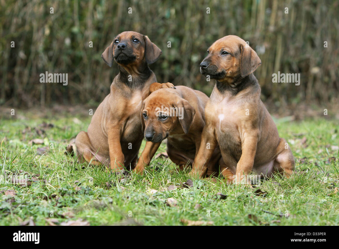 Dog Rhodesian Ridgeback / African Lion Hound three puppies sitting in a ...