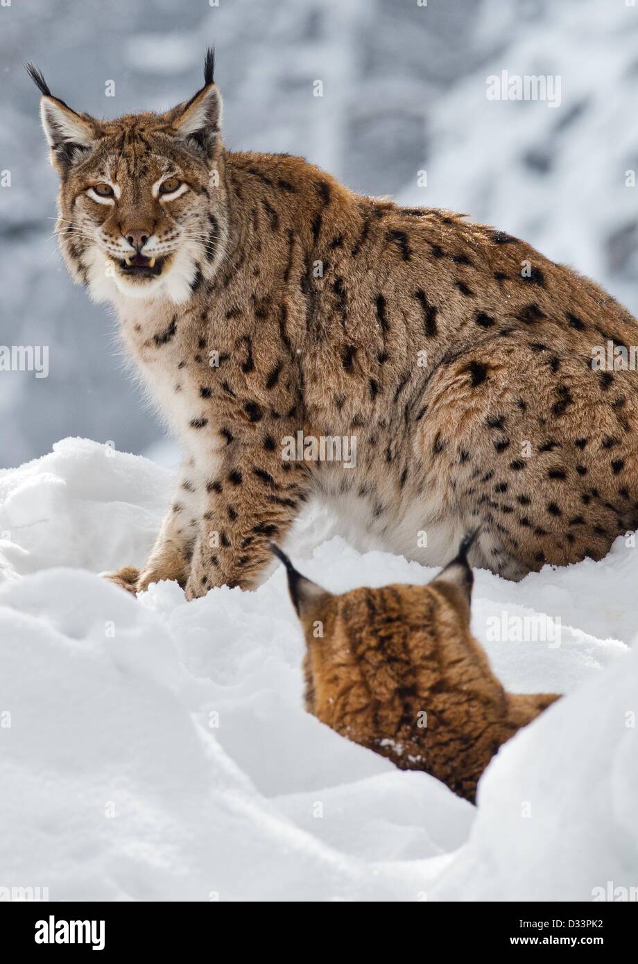 Two Eurasian lynxes (Lynx lynx) walk through the snow in their outdoor ...